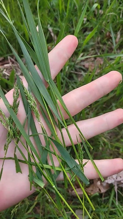 grass gone viral - YouTube