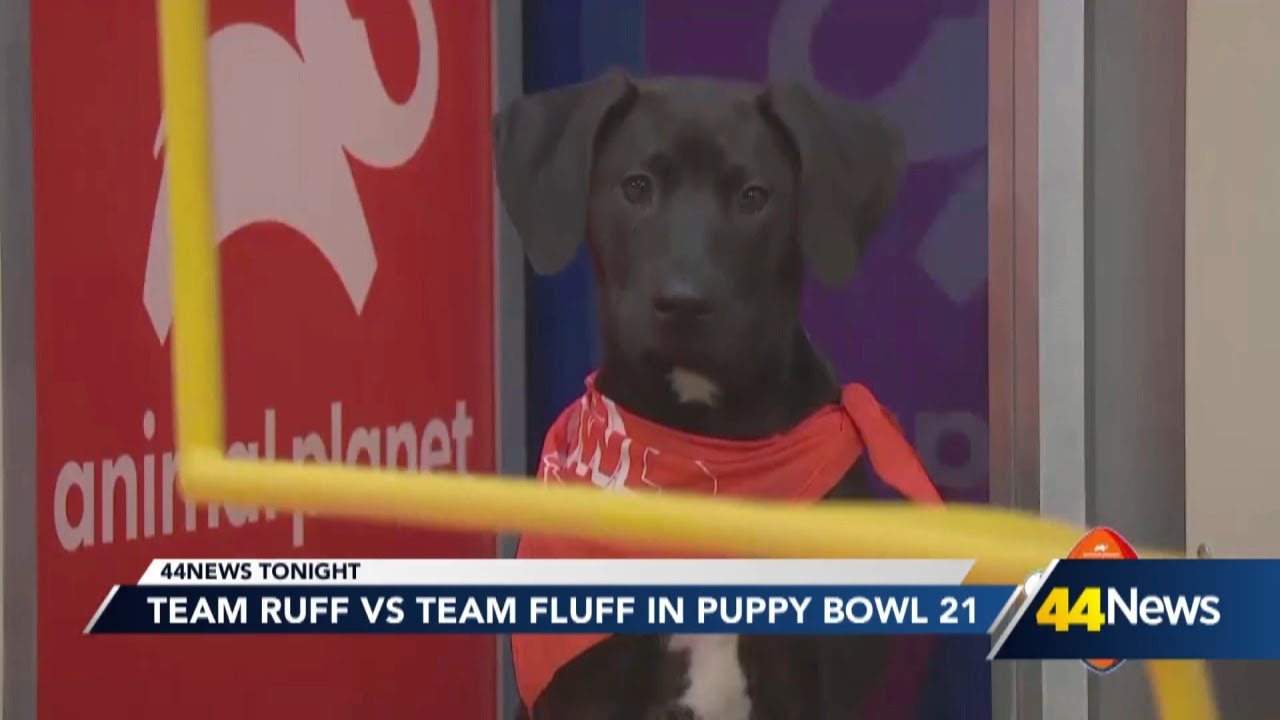 Team Ruff vs. Team Fluff face off in Puppy Bowl 21 - YouTube