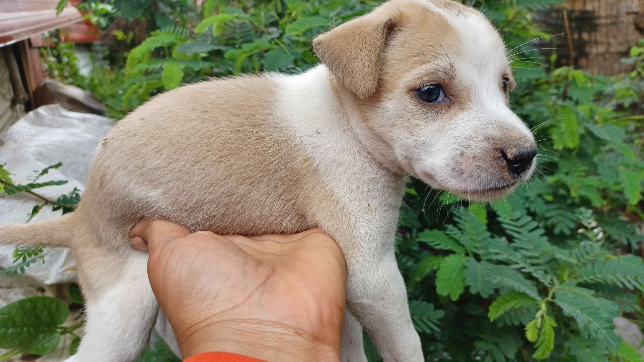 village dogs - YouTube