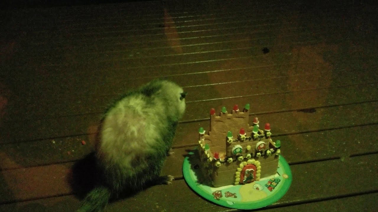 Opossum enjoys gingerbread castle filled with cookies - Crazy Critters ...