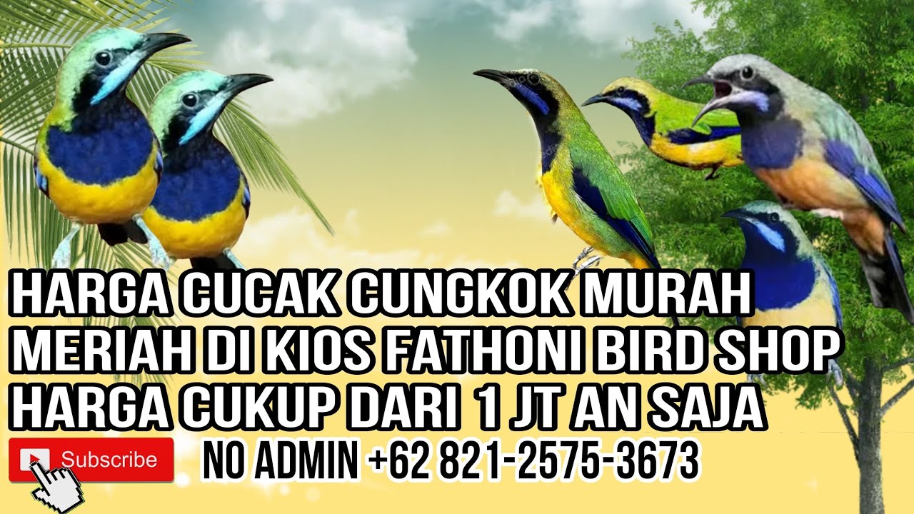 GASS BONGKARAN CUNGKO MUMER - YouTube