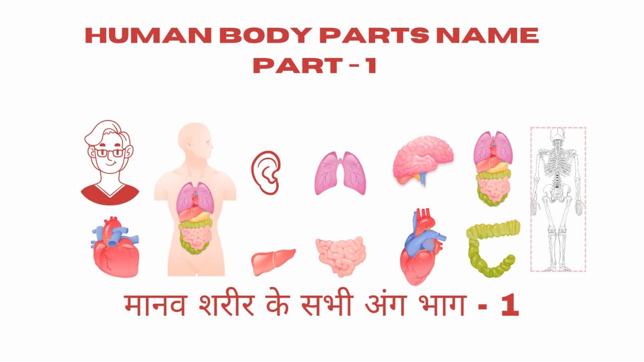 Human Body Parts (1) || All Parts of Human Body Name in English and ...