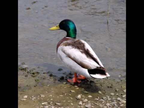 Orijinal ördek sesi