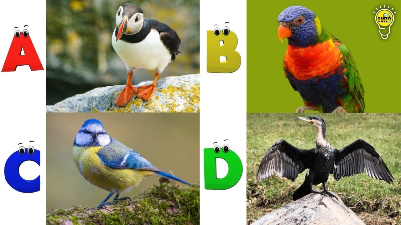 Birds Alphabet Song for Kids | Birds ABC Song | Phonics for Kids | Baby ...