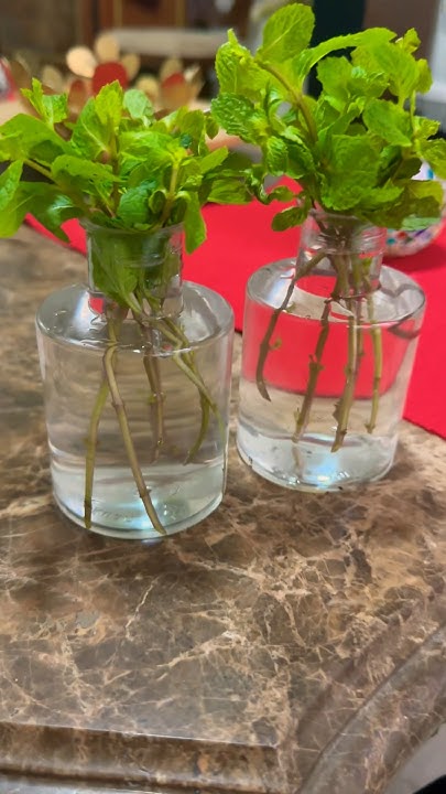 Pudeena Ko Lagane Ka Sabse Aasan Tareeka Mint Plant Shorts Viral Youtube