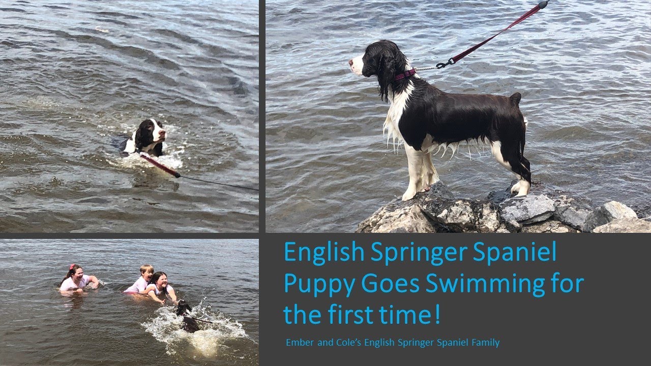 Does The English Springer Spaniel Like To Swim