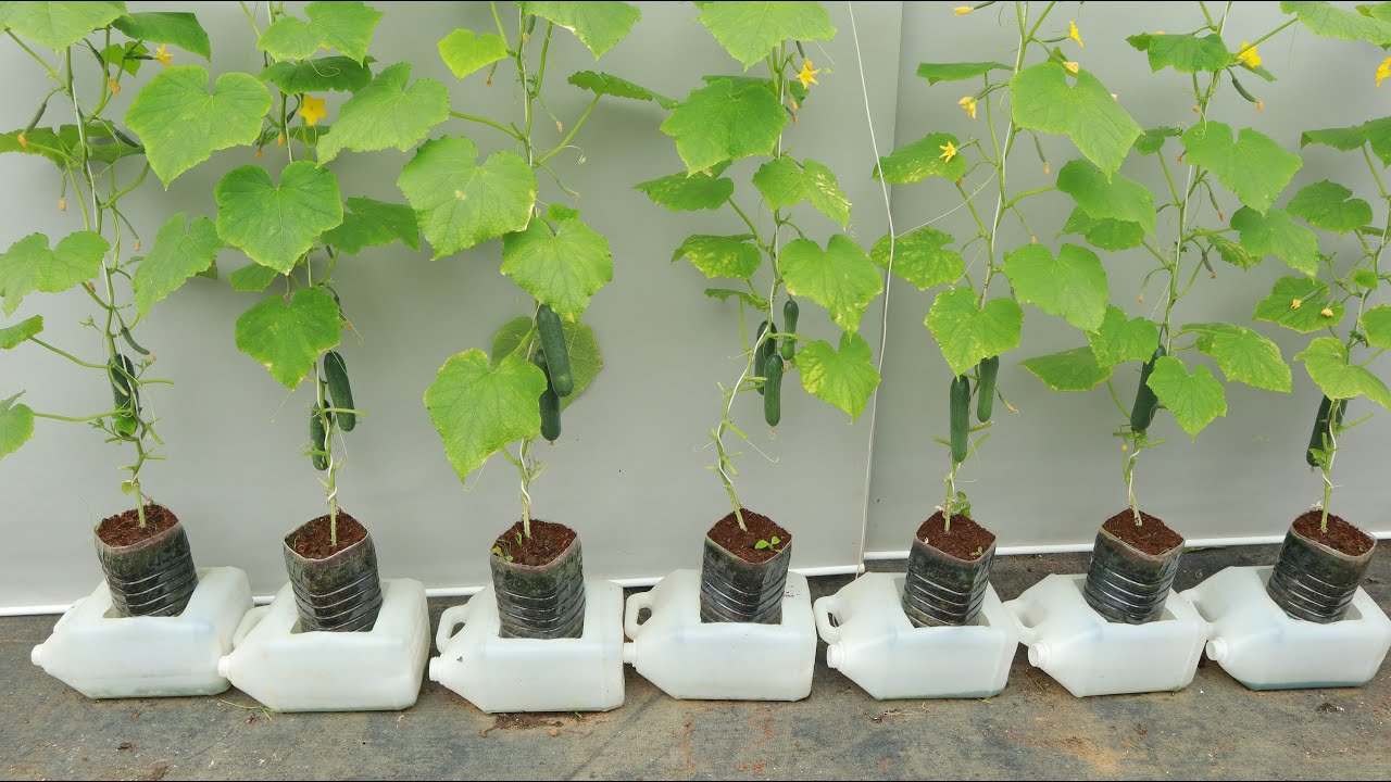 Super many fruits - Growing cucumbers in plastic bottles gives ...
