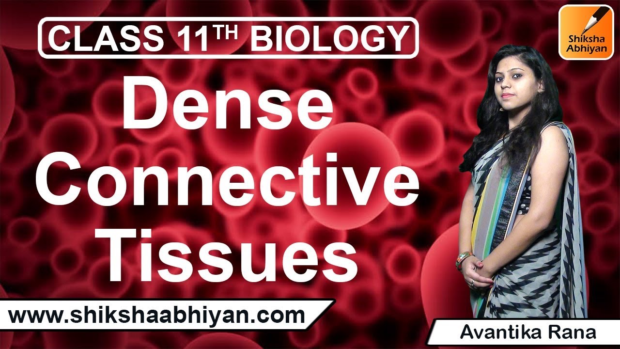 Dense Connective Tissue | Structural Organization in Animals | CBSE ...