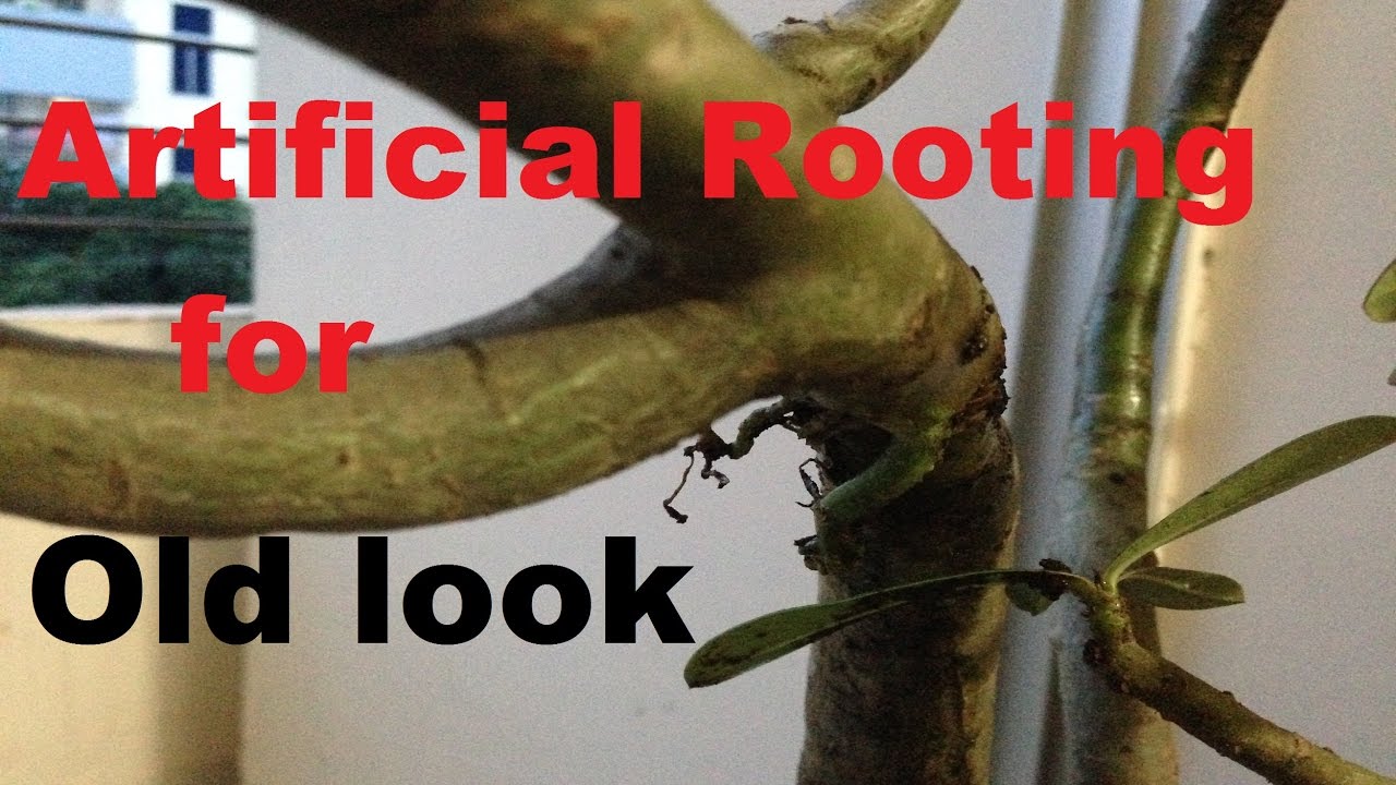 Adenium Grafting |upper Branch Rooting Technique. | Desert Rose ...