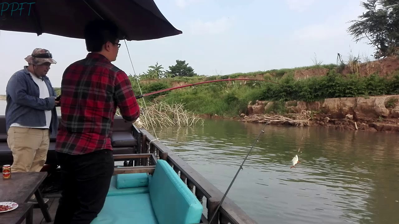 Mekong Tinfoil Barb - YouTube