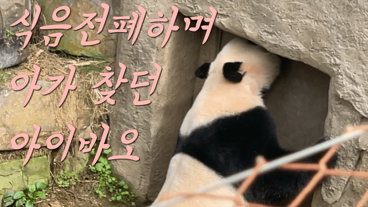 에버랜드 판다 이제는 보여 드릴 수 있는 밥도 안 먹고 아가 찾던 아이바오 독립 훈련 직 후 아이바오의 모성애 아이바오 푸바오 많이 많이 응원해주세요