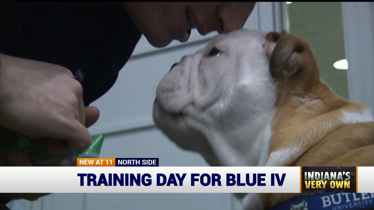 Butler Blue IV learns to become a live mascot - YouTube