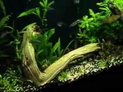 Clay in Planted Aquarium - YouTube