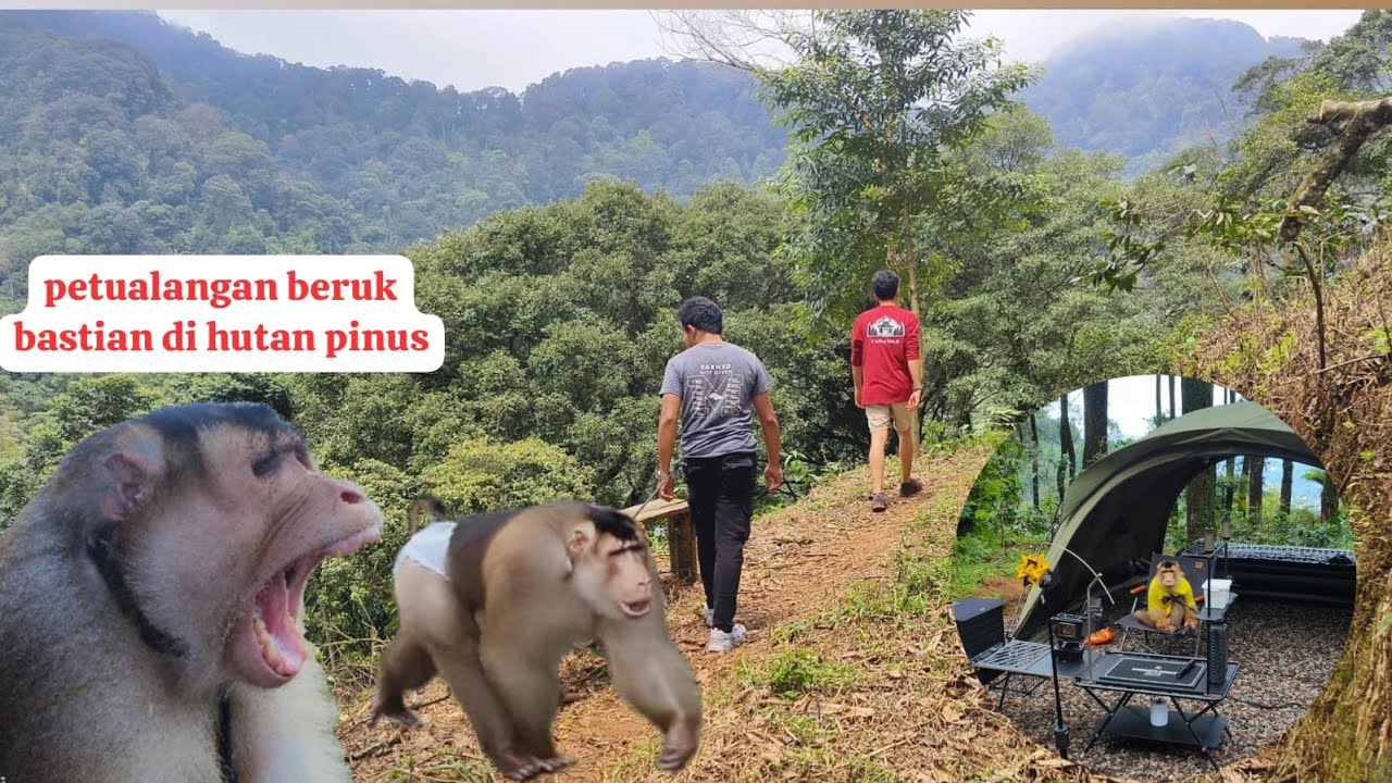 Beruk Bastian explore hutan pinus menuju kebun kopi full video ...