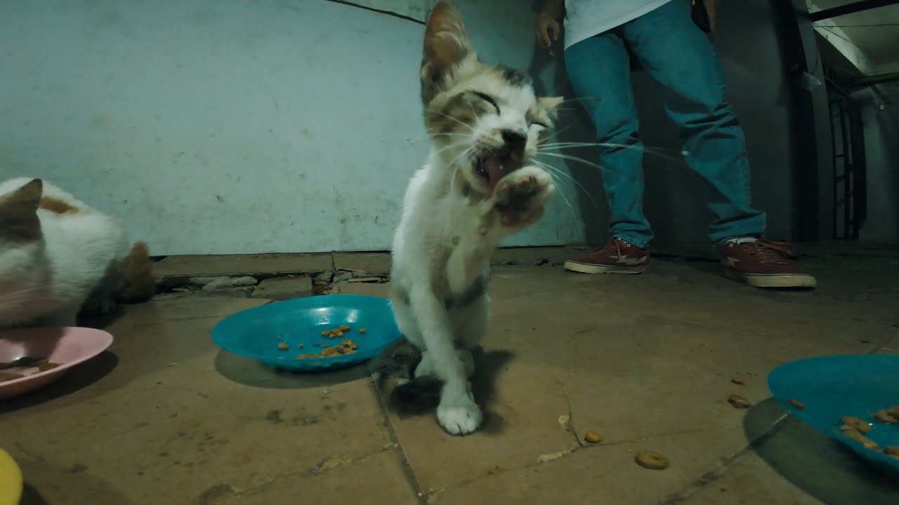 Happy stray cats feeding 112 - YouTube