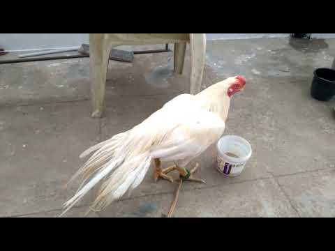 pure white colour murga - YouTube