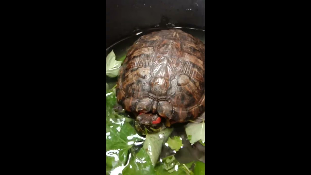 A VERY SHY BRAZILIAN TURTLE - YouTube