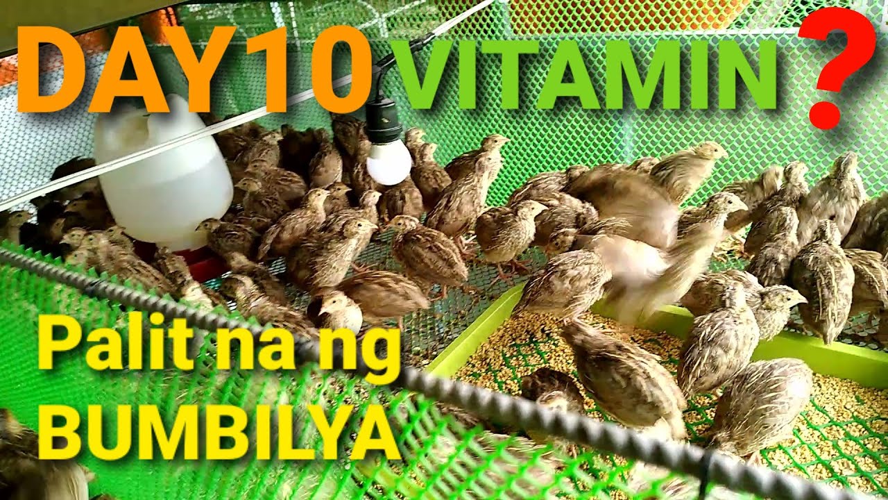 Quail Farming: Day 10 Palit ilaw at bigay ng Vitamins /BROODING / pugo ...
