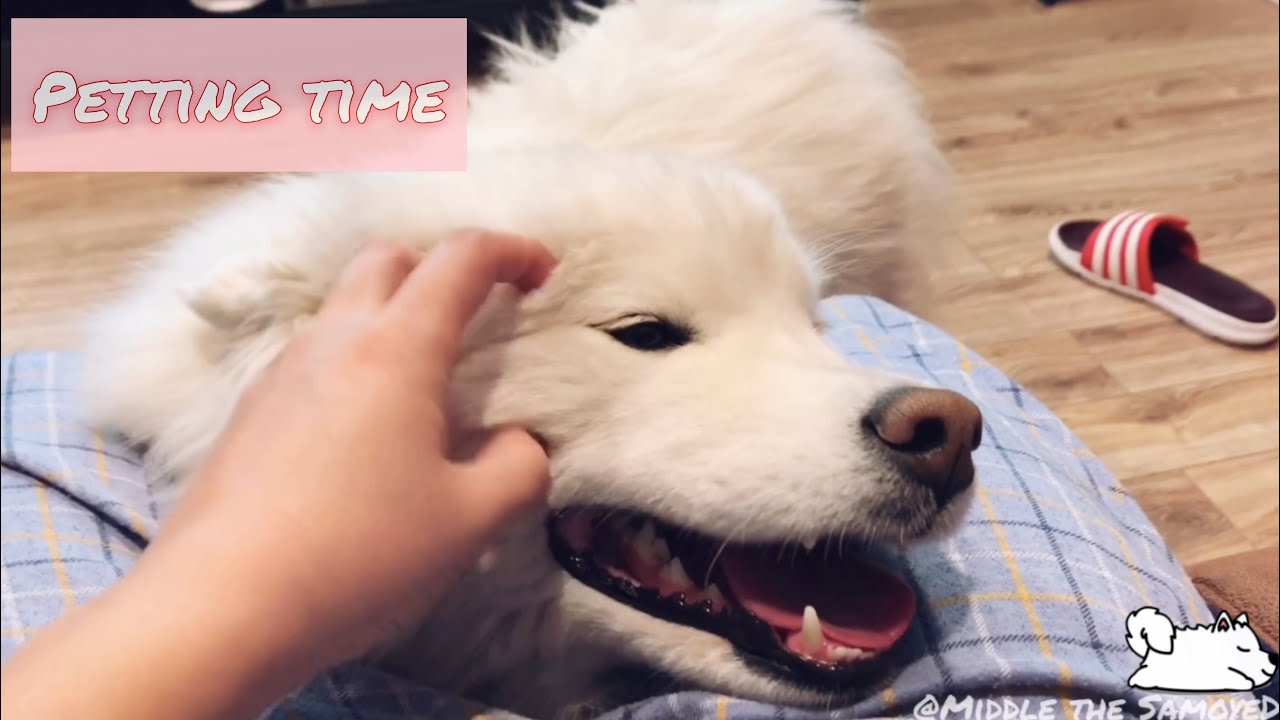 Petting our Samoyed with relaxing head massage - YouTube