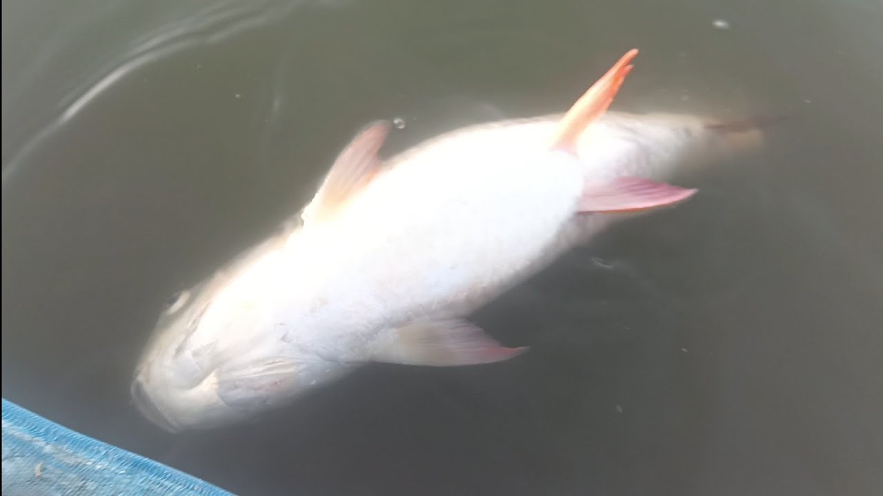 100kg rohu fish Catched In Fishing Nets - YouTube