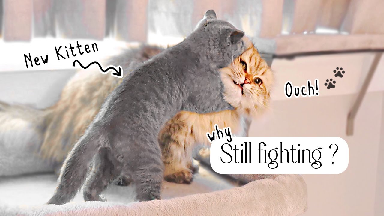 Our New kitten Bullying our Big Cat ?/ New Kitten And our Cat still ...