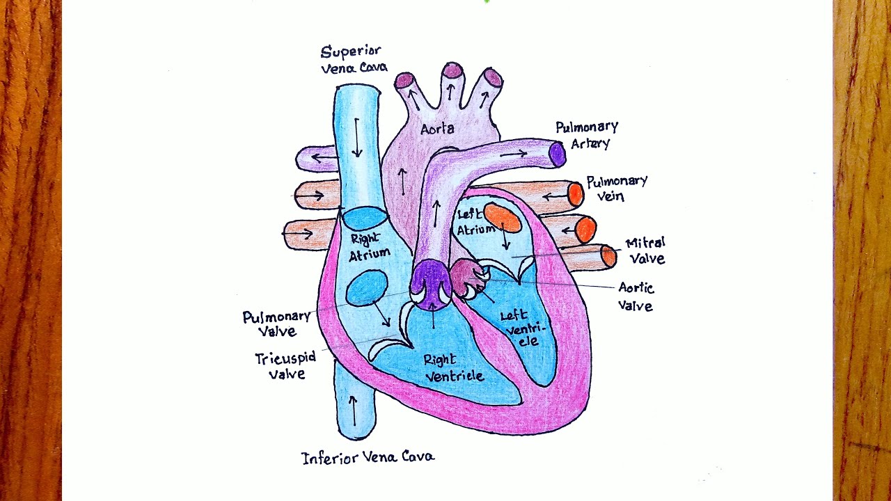 Human Heart Diagram Drawing Colour How To Draw Heart Diagram Easily human-heart-diagram-drawing-colour-how-to-draw-heart-diagram-easily