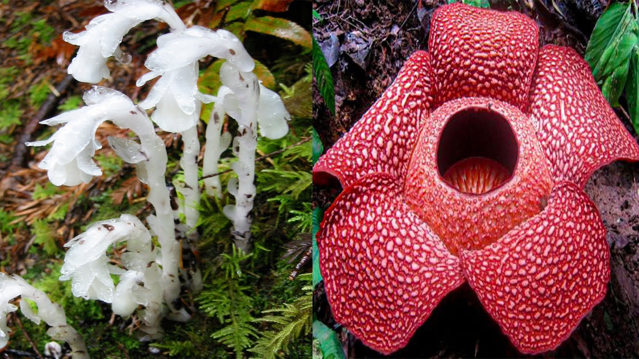 15 MOST Strange And Unusual Plant Species YouTube 15 MOST Strange And Unusual Plant Species YouTube