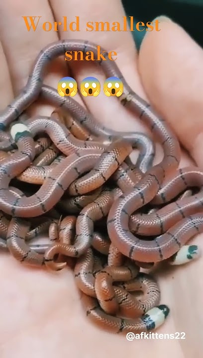 World smallest snake#snake #snakes#snakevideo#pets #animallover# ...