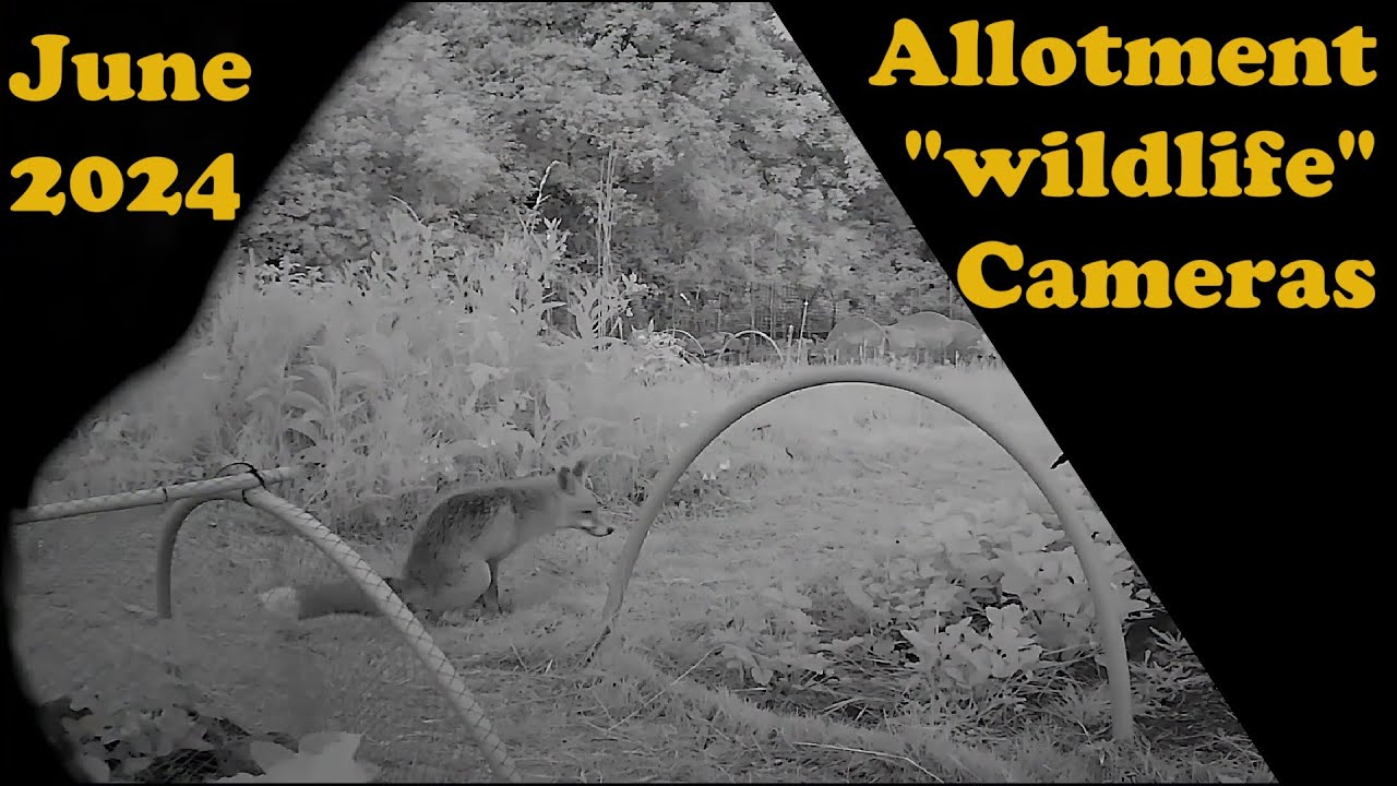 Allotment security "wildlife" Cameras - YouTube