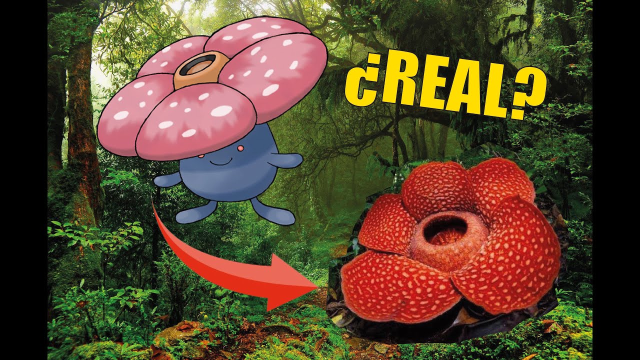 POKÉMON en la vida REAL. GLOOM, VILEPLUME y la flor más APESTOSA del ...