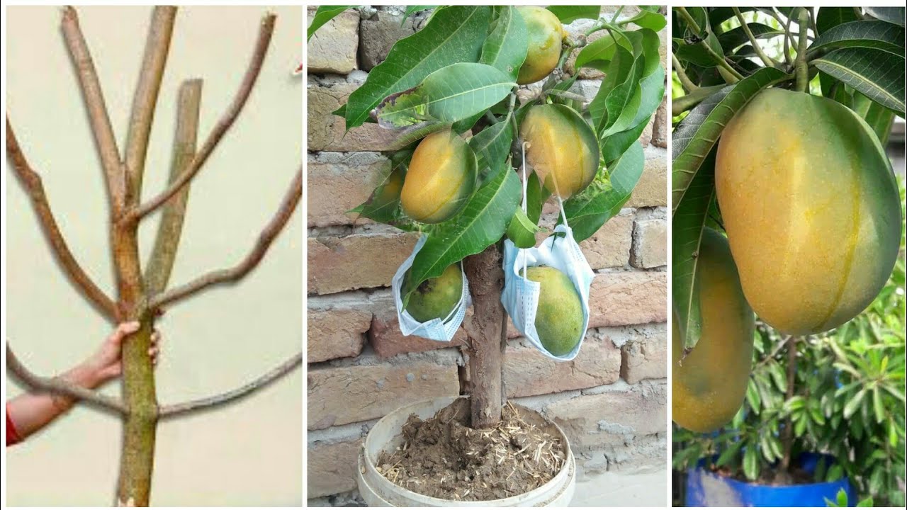 How to Grow Mango with branch | grow mango in unique way | new Mango ...