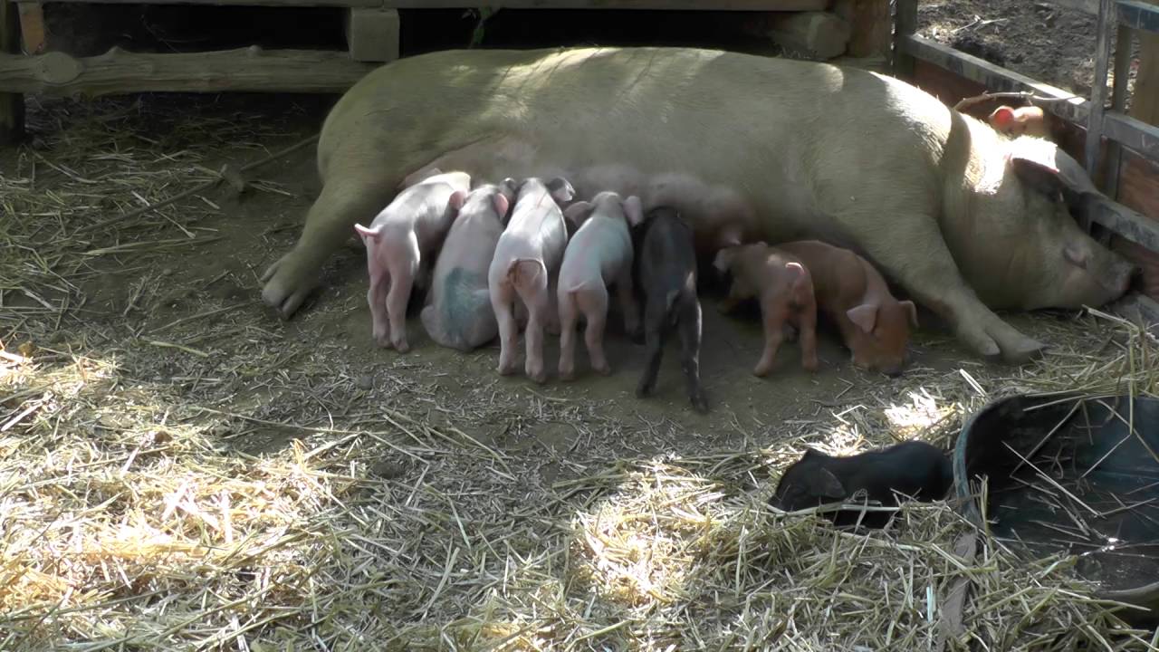 Piglets Feeding - YouTube