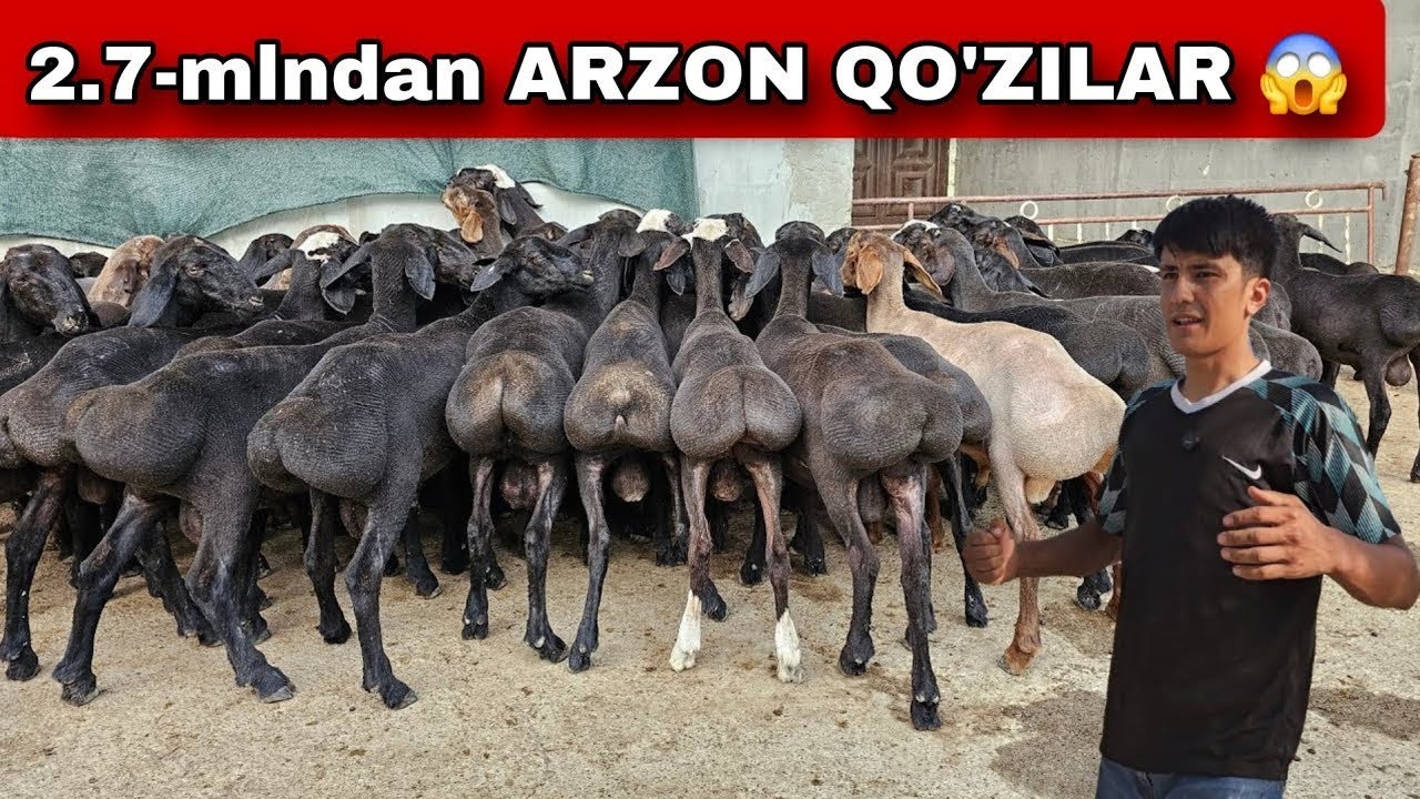 🔥 Abdu Malikdan 2.7 MLNdan ARZON qo’zilar keldi – SHOSHILING! 🔥 - YouTube