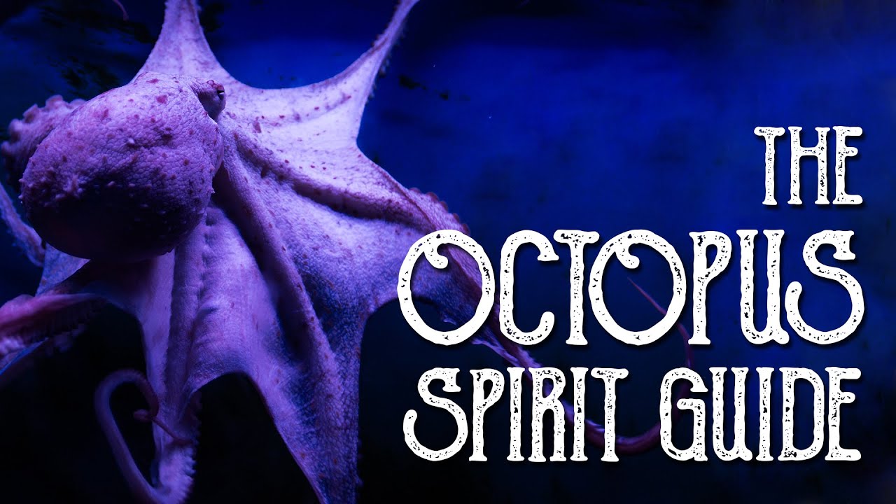 Octopus Spirit Guide - Ask the Spirit Guides Oracle - Totem Animal ...