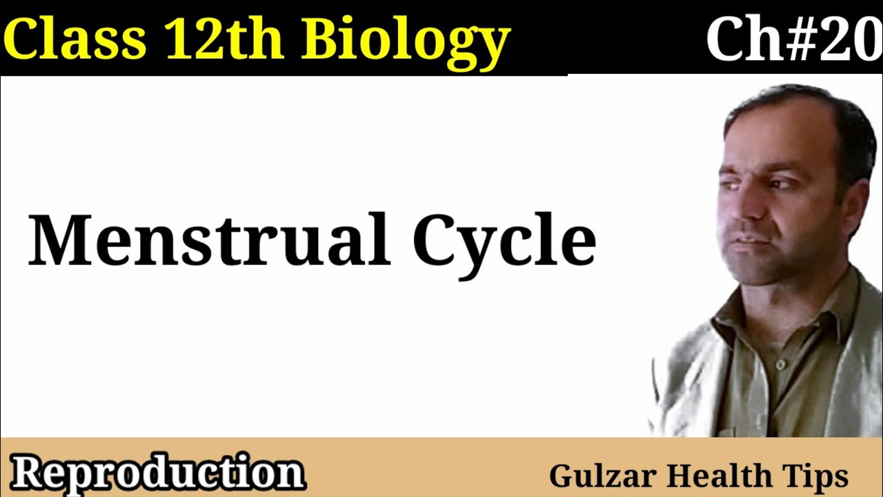 Menstrual Cycle Class 12 Biology | phases of menstrual Cycle | Menses ...