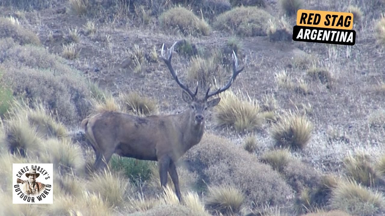 Awesome Hunt for 2 Free Range Red Stags in Patagonia - YouTube