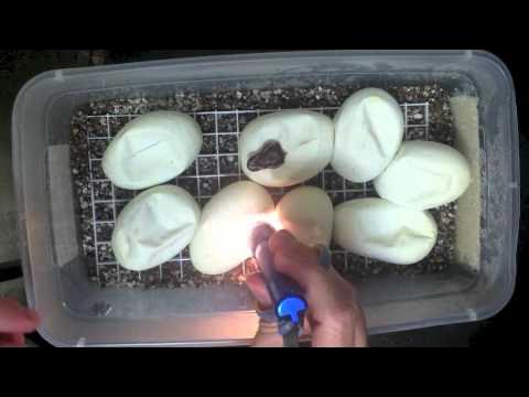 Lesser Ball Pythons Hatching - YouTube