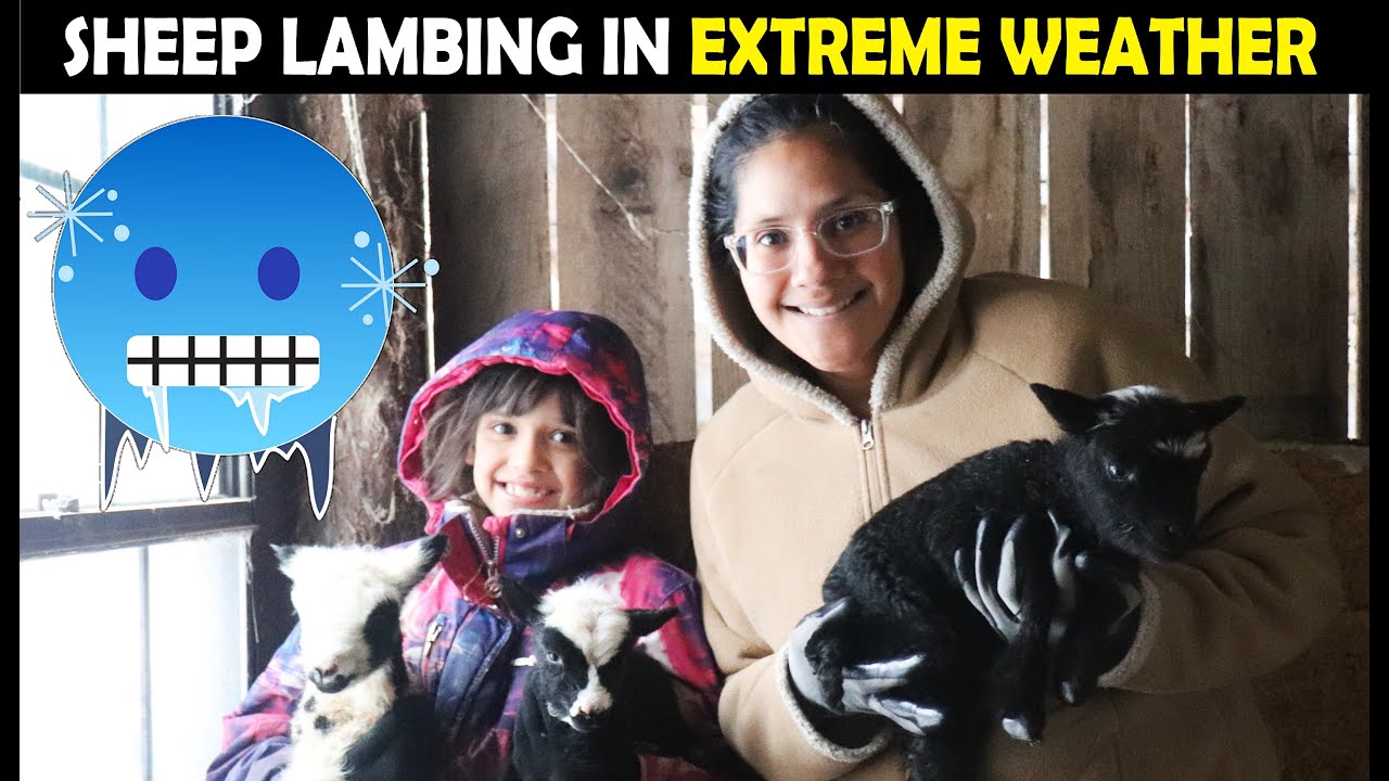LAMBING IN EXTREME WINTER WEATHER? - Will The Lambs Survive? - YouTube