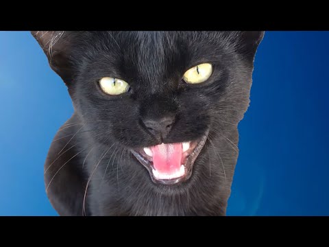 Kedi miyavlaması, Kedi Sesi