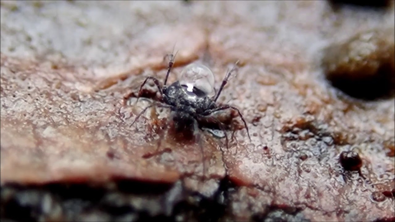 Mosmijten/moss mites (Oribatida) - YouTube