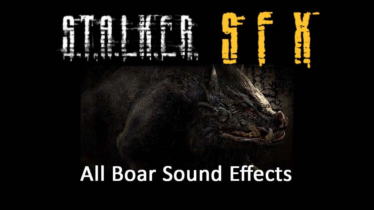 (S.T.A.L.K.E.R. SFX) - All Boar Sound Effects - YouTube