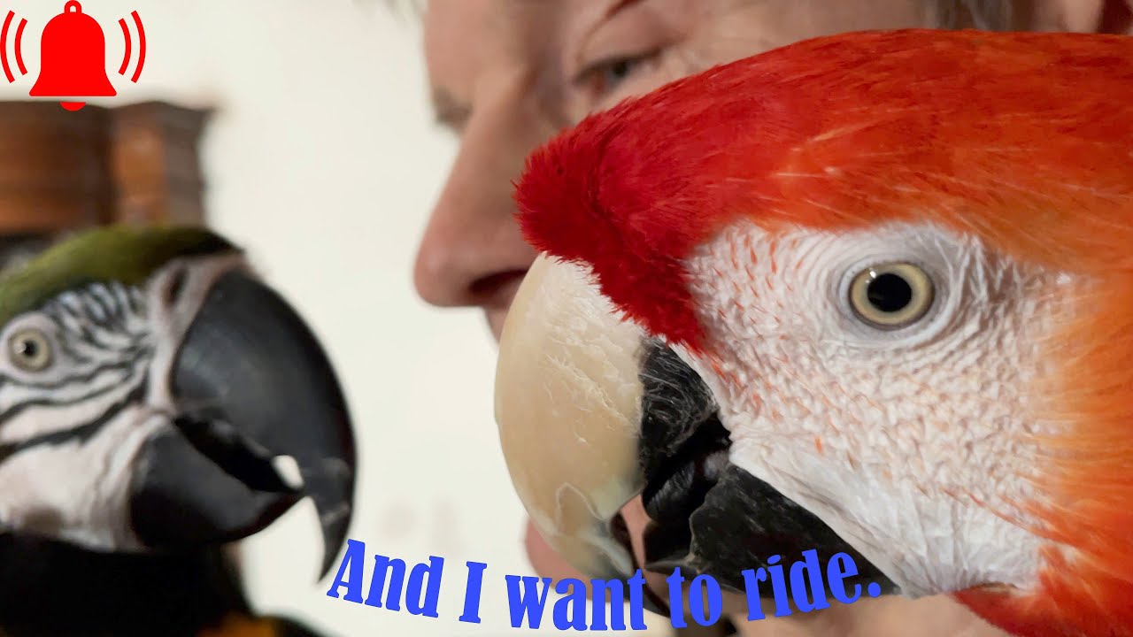 Parrot Charlie Ride a kitten and Katie watches and learns. - YouTube