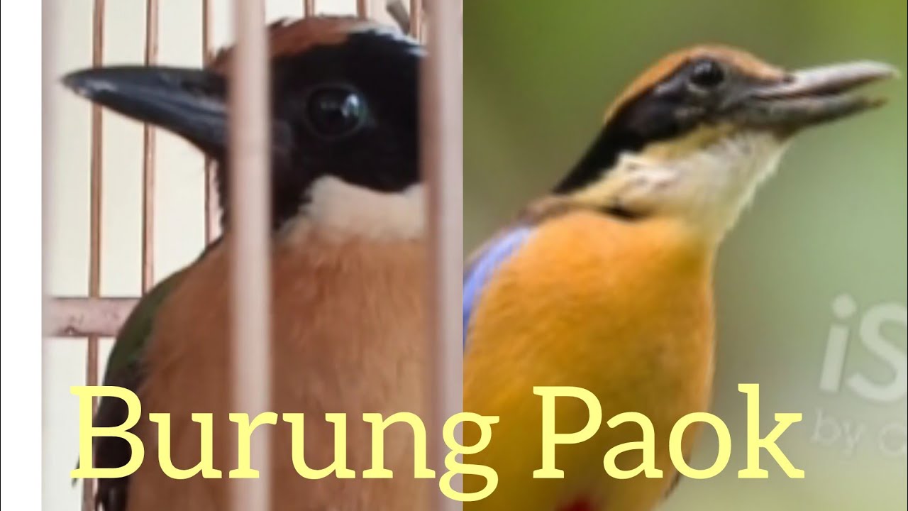 Apa Makanan burung paok,pitta,bakau,agar gacor,burung ter Indah harga ...