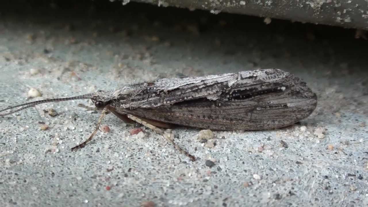 Large Caddisfly (Phryganeidae: Phryganea?) - YouTube