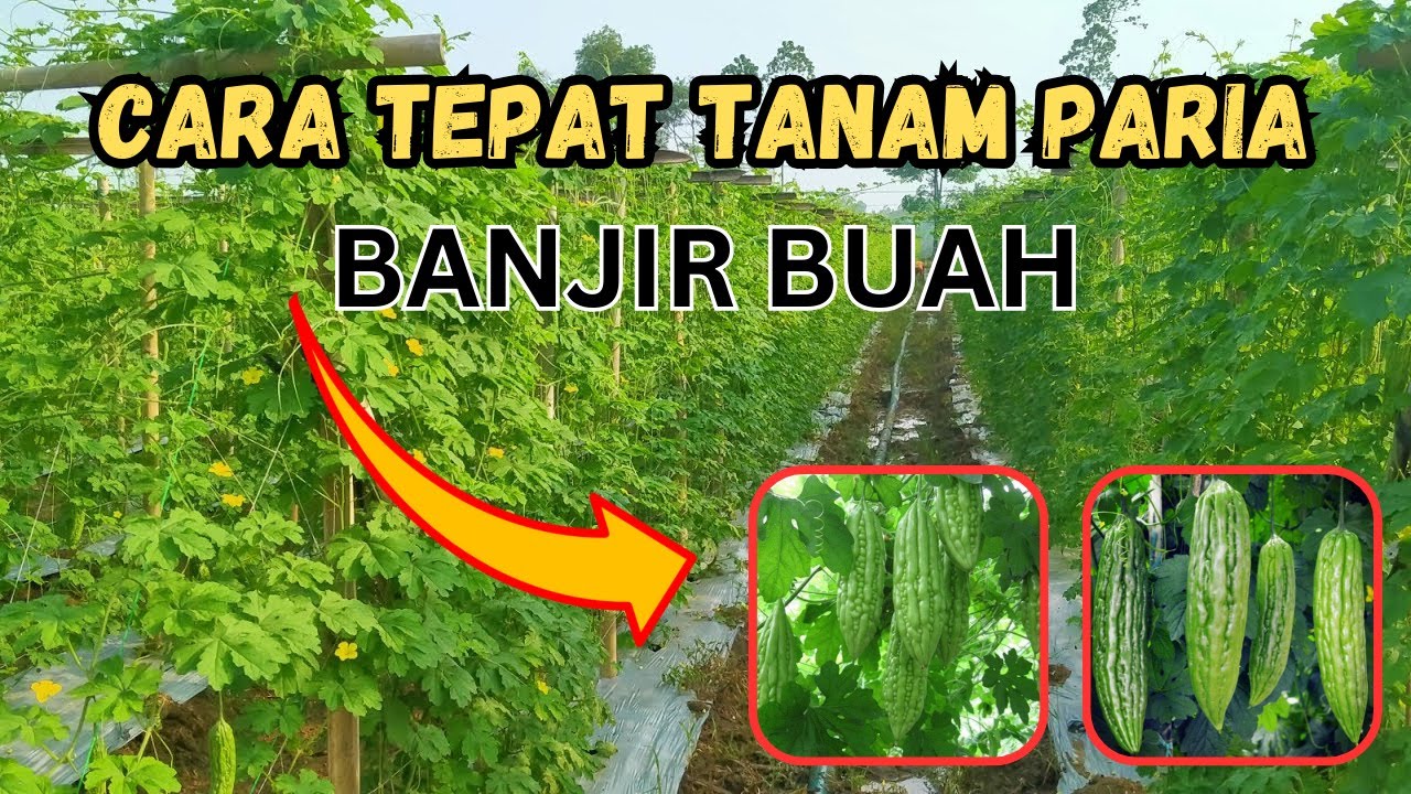 CARA MENANAM PARIA YANG BENAR || BUAH LEBAT - YouTube