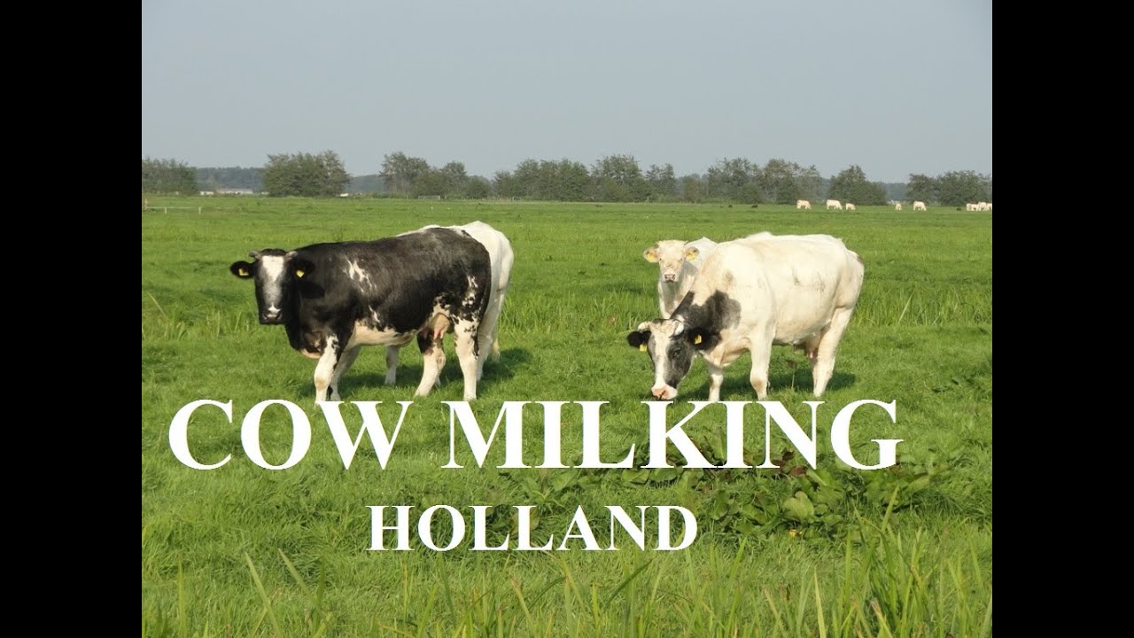Netherlands-Holland/Milking a cow Part 14 - YouTube