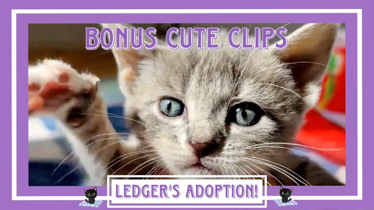 Bonus Cute Clips - Ledgers Adoption - Nov 21st. - YouTube