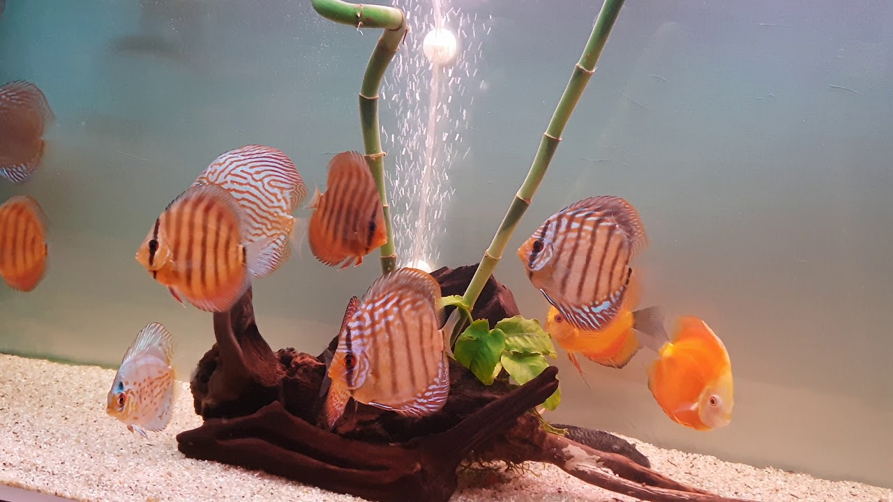 Discus 4K aquarium Discus show aquarium - YouTube