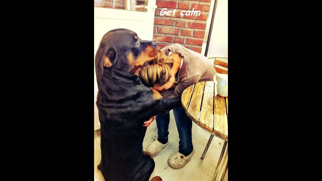 Cute Dogs getting a hug by their owners animals compilation sweet and ...