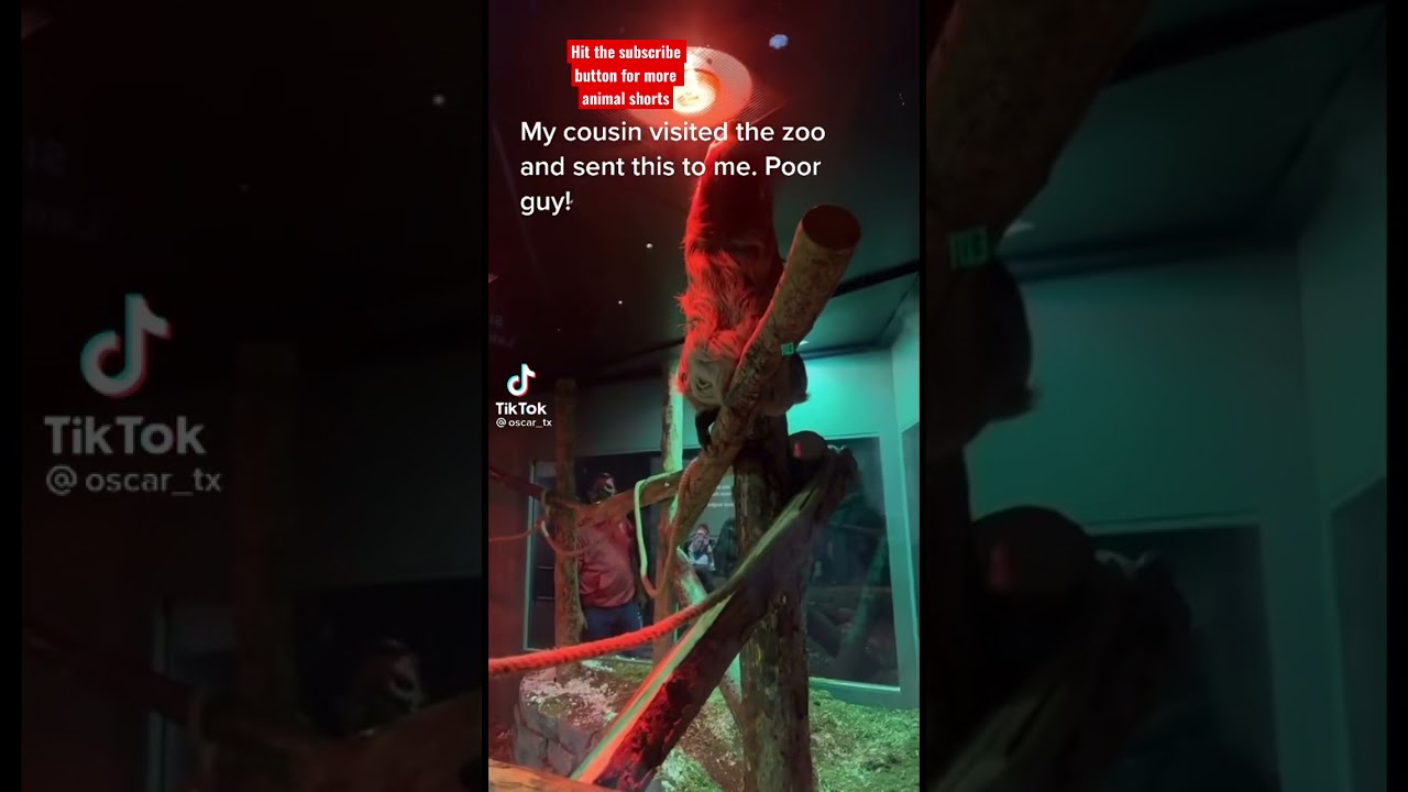 Sloth falling out of tree - YouTube